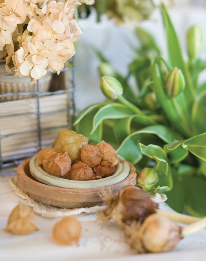 Roots, Shoots, and Blooms - Victoria